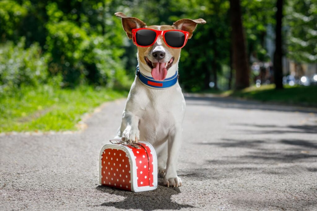 What You Need to Know About the Holiday Inn Express Pet Policy - Doggy ...