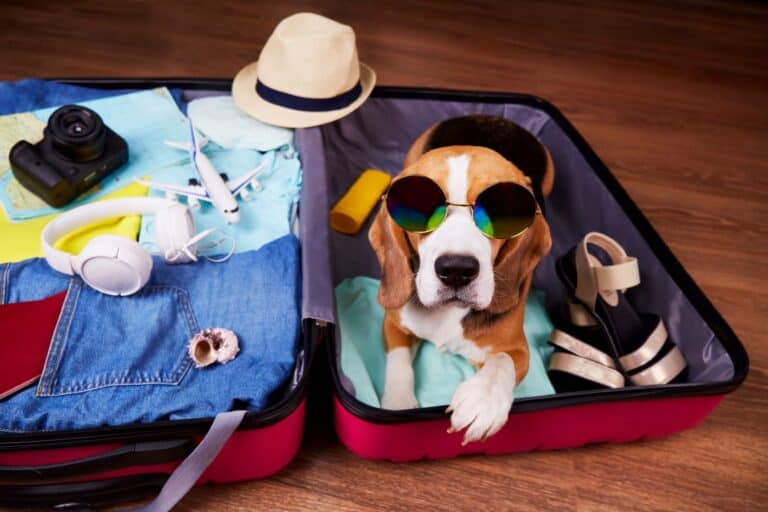 What You Need to Know About the Holiday Inn Express Pet Policy - Doggy ...